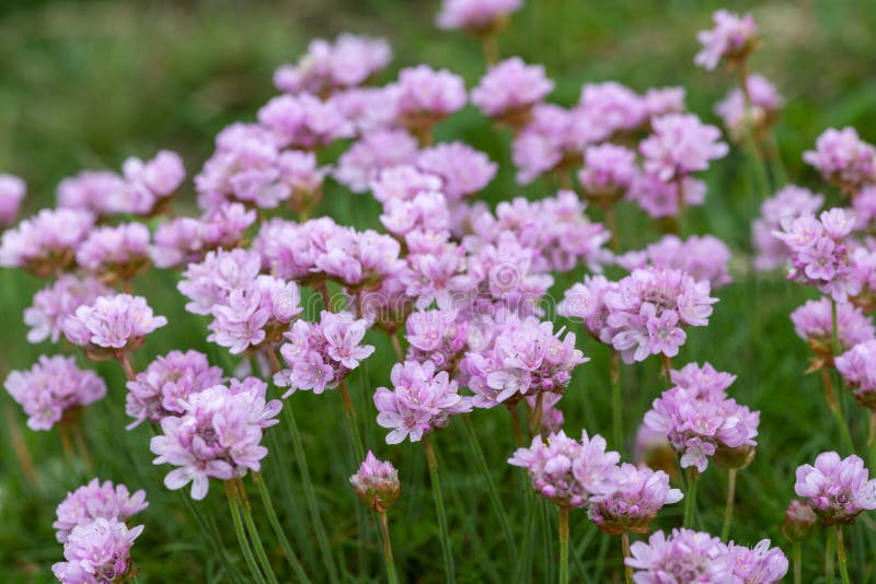 Thrift Armeria Maritima Flowers Stock Photo - Image of outdoor, fresh ...