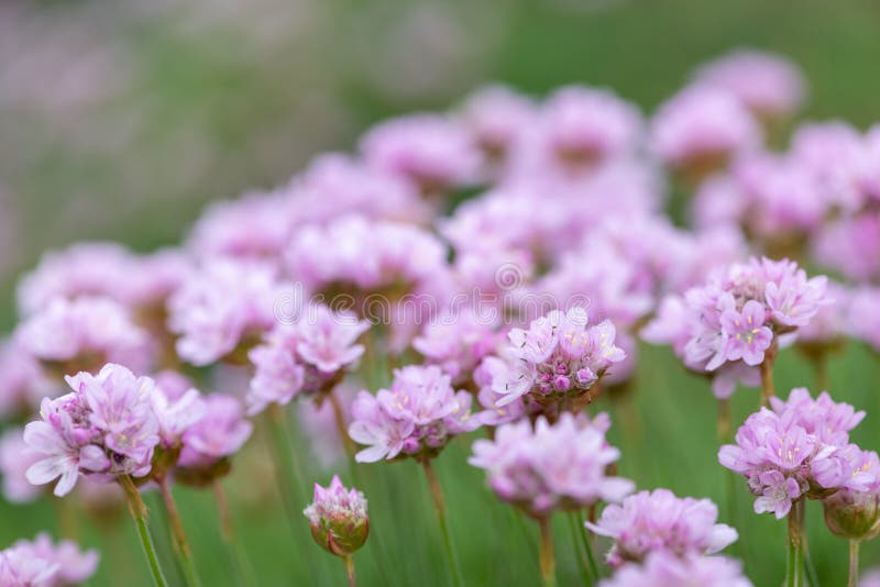 Thrift Armeria Maritima Flowers Stock Photo - Image of blooming, flora ...