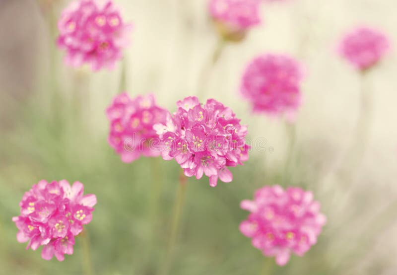 Thrift pink wild flowers stock image. Image of floral - 303032183