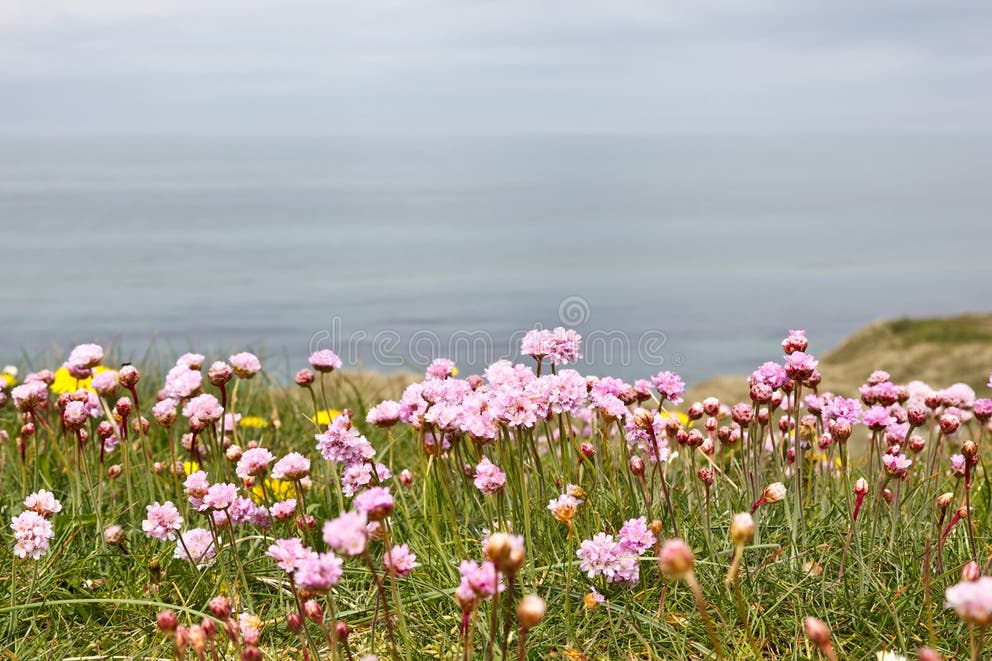 Thrift flowers stock photo. Image of flower, field, angle - 17834914