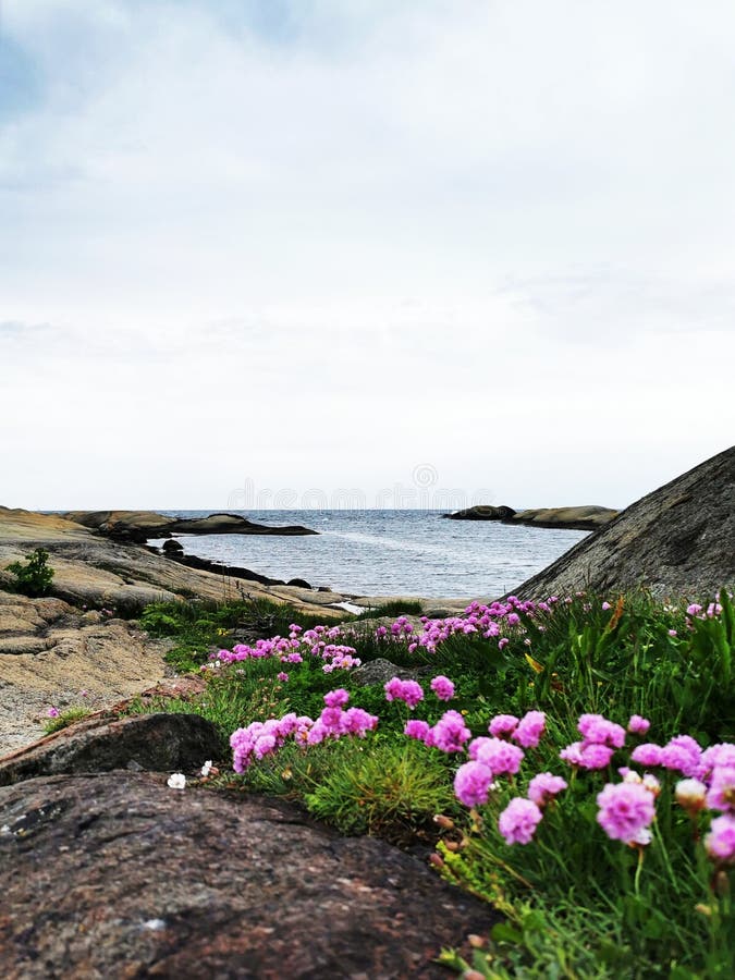 Thrift Pink Flowers Growing on Cliffs in the Archipelago in Southern ...