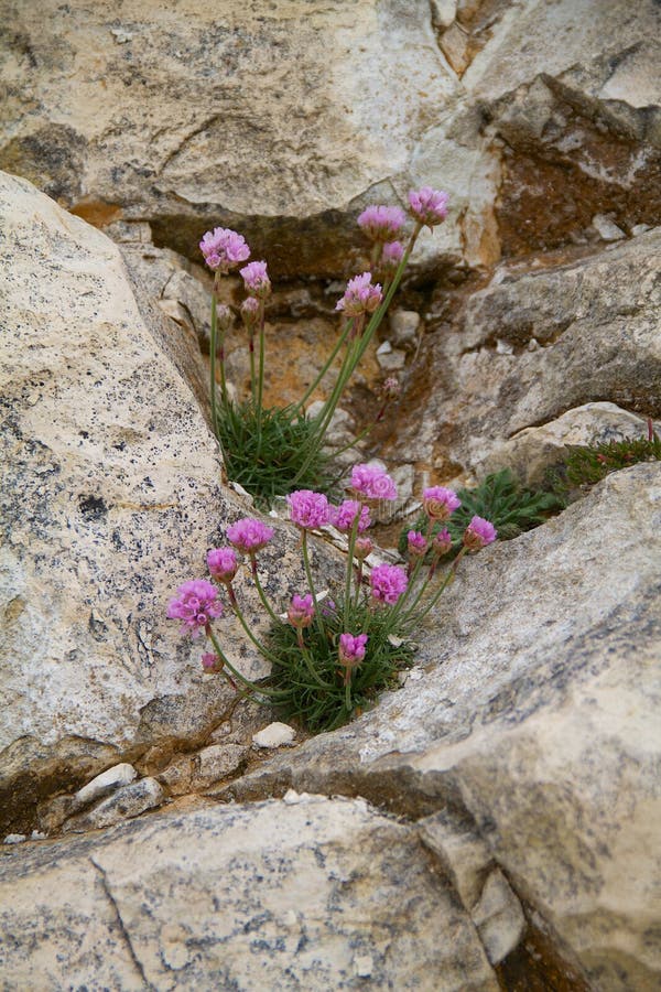 Thrift plant stock image. Image of thrift, seaford, cliff - 31167811