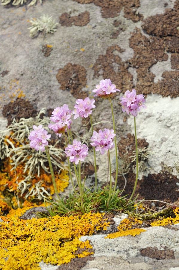 Thrift or Sea Pink stock photo. Image of bare, summer - 20571036