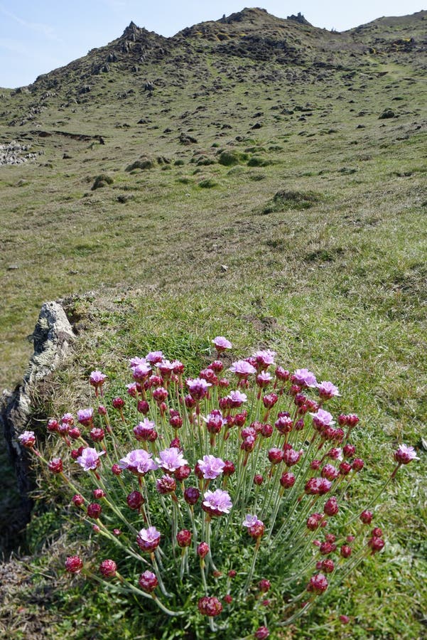 Thrift or Sea Pink stock photo. Image of pink, rocky - 148274210