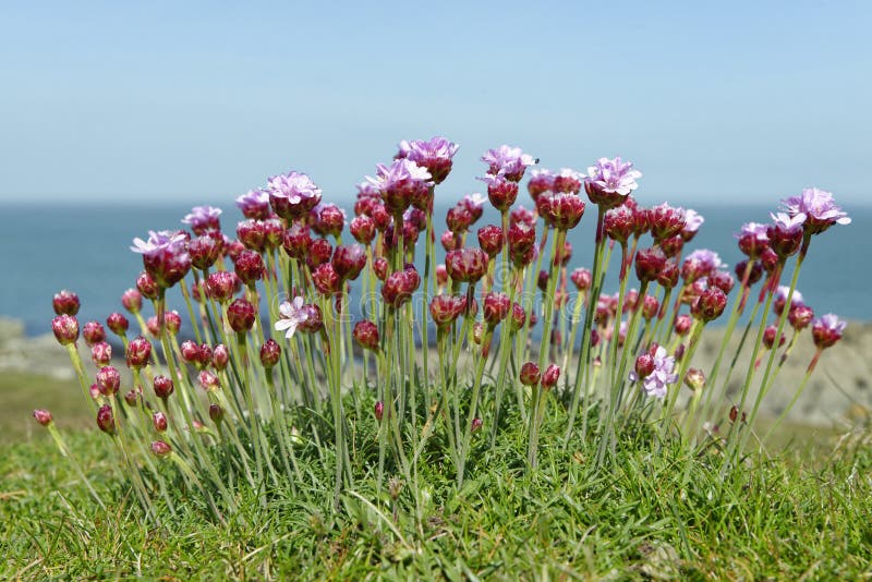 Thrift or Sea Pink stock photo. Image of britain, rock - 148274232