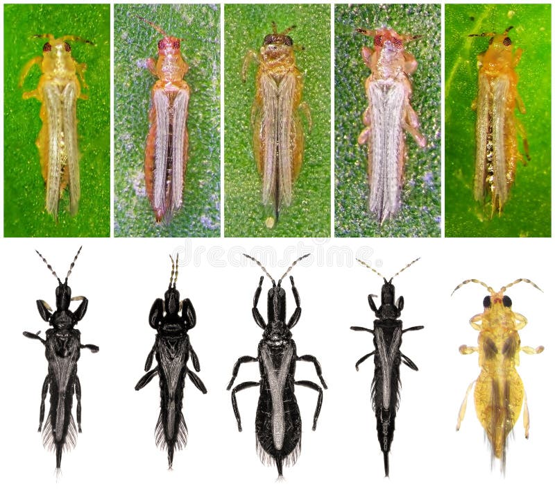 Thrips Order Thysanoptera are Minute, Slender Insect Pests of Fruit ...