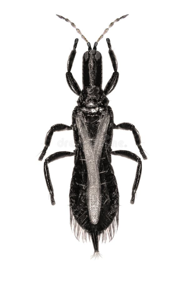 Thrips Order Thysanoptera are Minute, Slender Insect Pests of Fruit ...