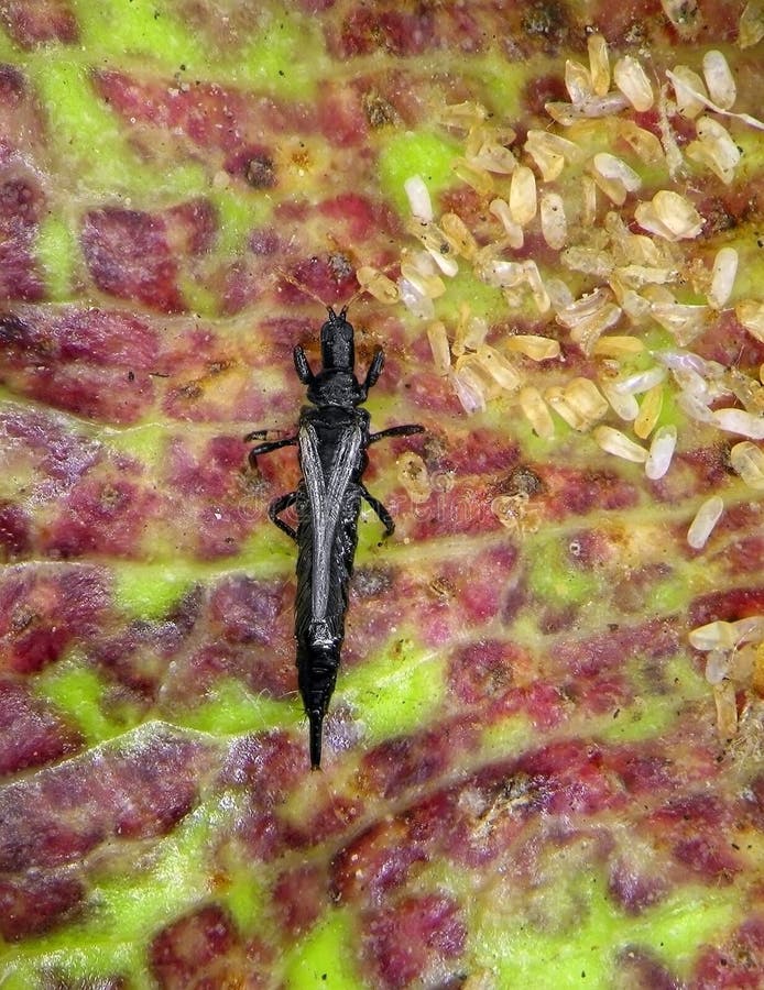 Thrips stock image. Image of control, eggs, insect, thunderblights ...