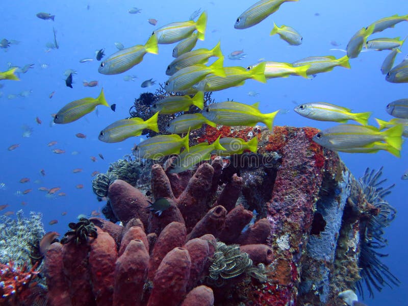 Thriving Coral Reef Alive with Marine Life and Shoals of Fish, Bali ...