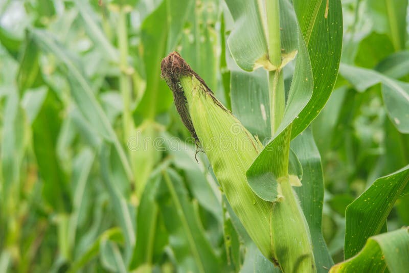 Thriving Corn Land, Corn Farmer Stock Photo - Image of corn, nutrition ...
