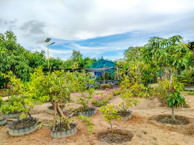 Thriving Garden with Diverse Greenery and Farming Stock Image - Image ...