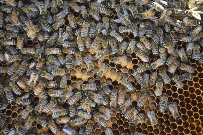 Thriving Honey Bee Colony stock photo. Image of honey - 55034528