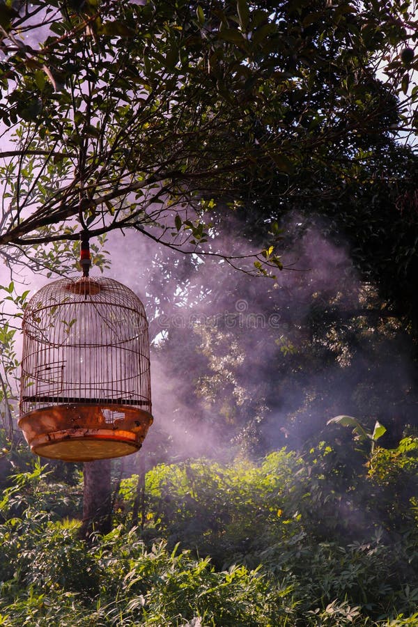 Thriving Tree Reaches for Sunlight in Natural Landscape Stock Image ...