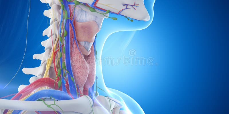 Throat Anatomy stock illustration. Illustration of medicine - 31605887