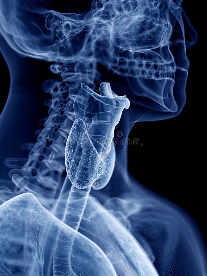 The throat anatomy stock illustration. Illustration of hyoid - 73540030
