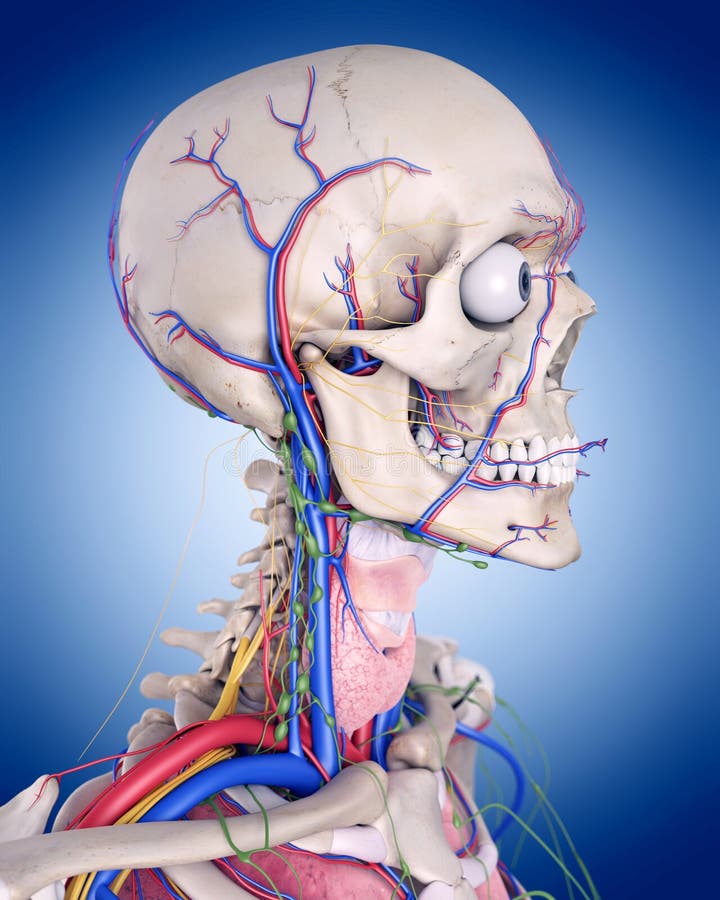 Throat Anatomy stock illustration. Illustration of medicine - 31605887