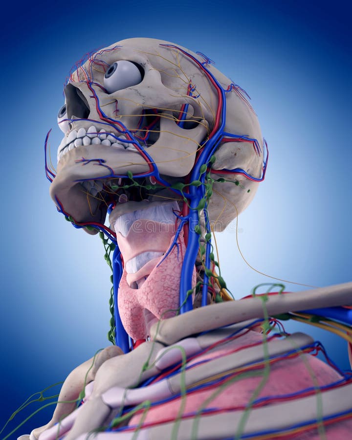 Throat Anatomy stock illustration. Illustration of medicine - 31605887