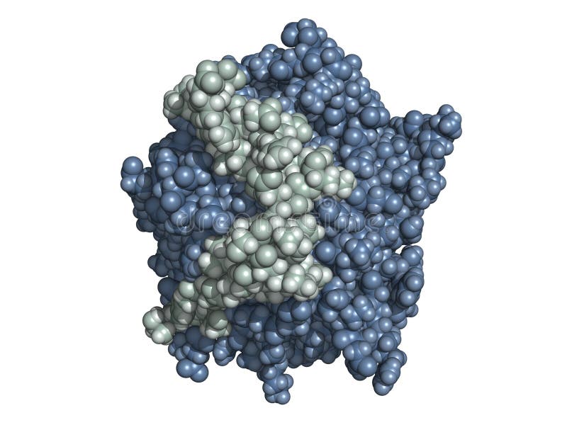 Thrombin, Space-filling Model Stock Illustration - Illustration of ...