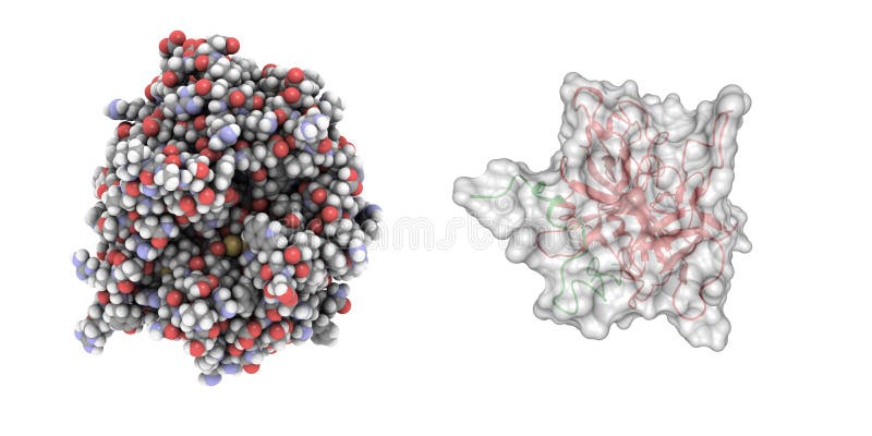 Thrombin structure stock illustration. Illustration of anticoagulant ...