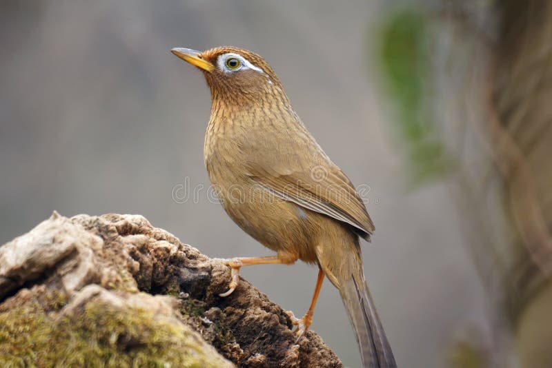 Throstle stock photo. Image of beautiful, bird, babbling - 29332578