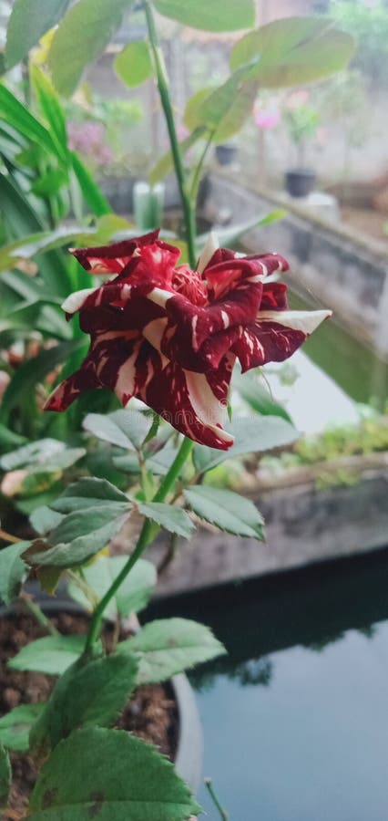 Throw away red roses stock image. Image of beautiful - 262307449