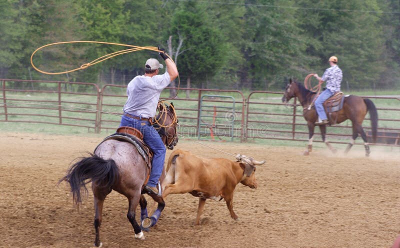 Team Roper Stock Photos - Free & Royalty-Free Stock Photos from Dreamstime