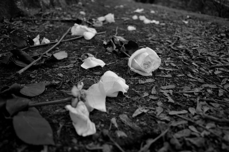Thrown out roses stock image. Image of white, leaves - 86035027