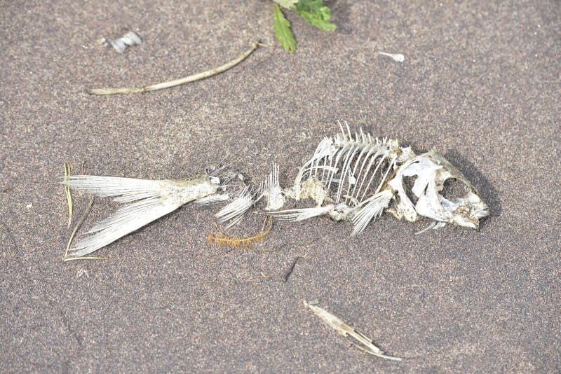 Fish skeleton stock image. Image of ecology, dead, bream - 101118401
