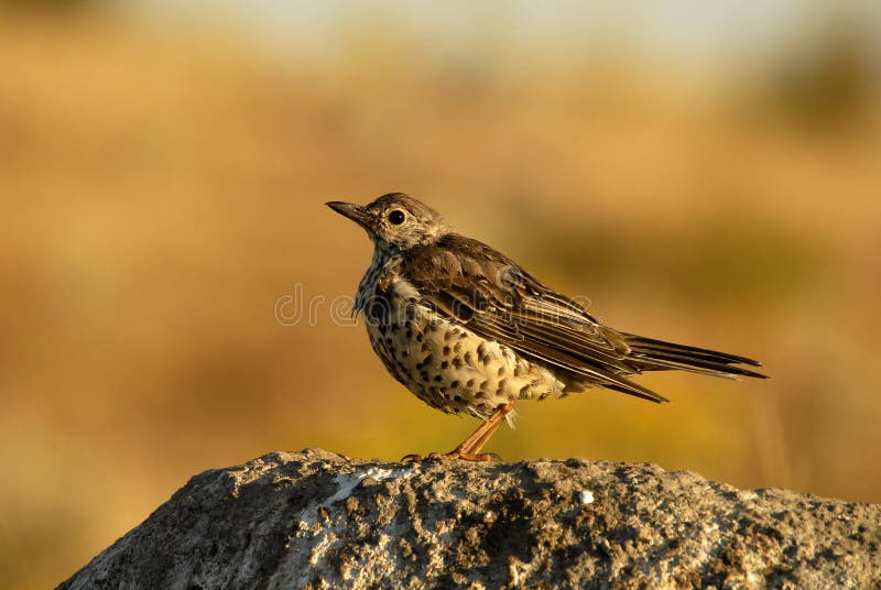 Field-lark stock image. Image of lark, songster, life - 1738737