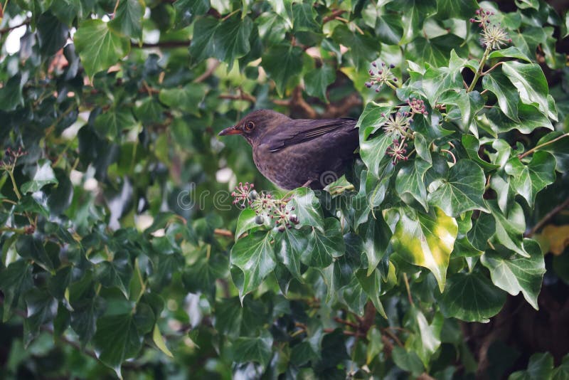 A Thrush Bird in Bushes in Spring Season Stock Image - Image of season ...