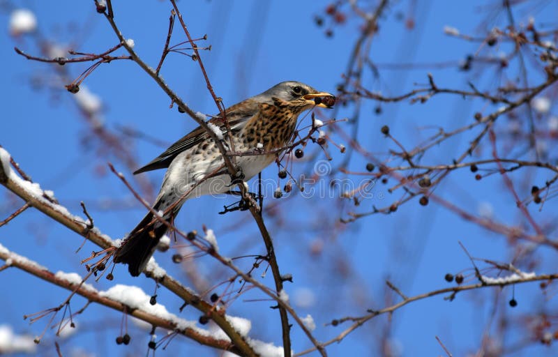 Thrush Bird, Fieldfare, Snowbird Eating Berry on a Tree and Snow in ... Thrush Bird, Fieldfare, Snowbird Eating Berry on a Tree and Snow in ...