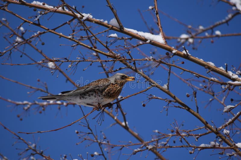 Thrush Bird, Fieldfare, Snowbird on Tree Branch and Snow in Winter ... Thrush Bird, Fieldfare, Snowbird on Tree Branch and Snow in Winter ...