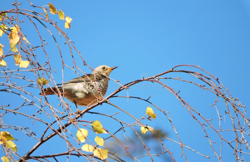 Thrush bird on tree branch stock photo. Image of head - 101829168