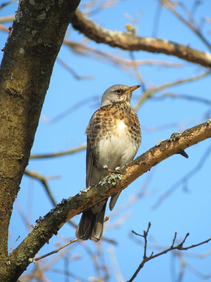 Thrush bird stock photo. Image of bird, thrush, beautiful - 47212974