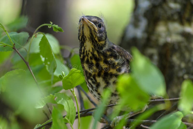 Thrush Chick Fell Out of Nest in the Forest Stock Photo - Image of life ...