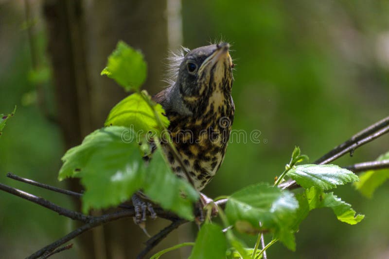 Thrush Chick Fell Out of Nest in the Forest Stock Photo - Image of ...