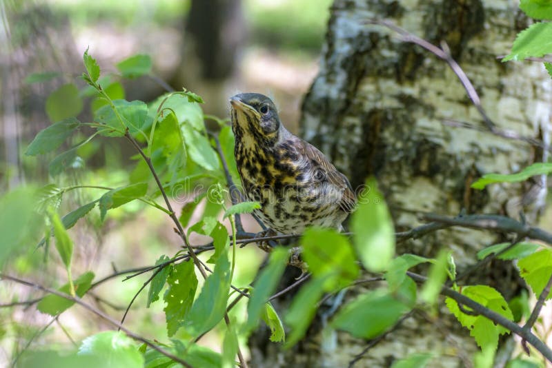 Thrush Chick Fell Out of Nest in the Forest Stock Image - Image of ...