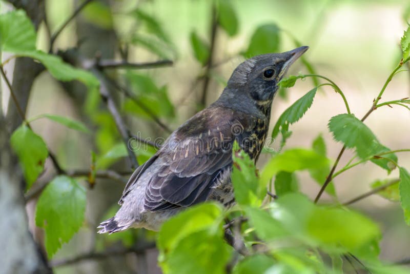 Thrush Chick Fell Out of Nest in the Forest Stock Image - Image of ...