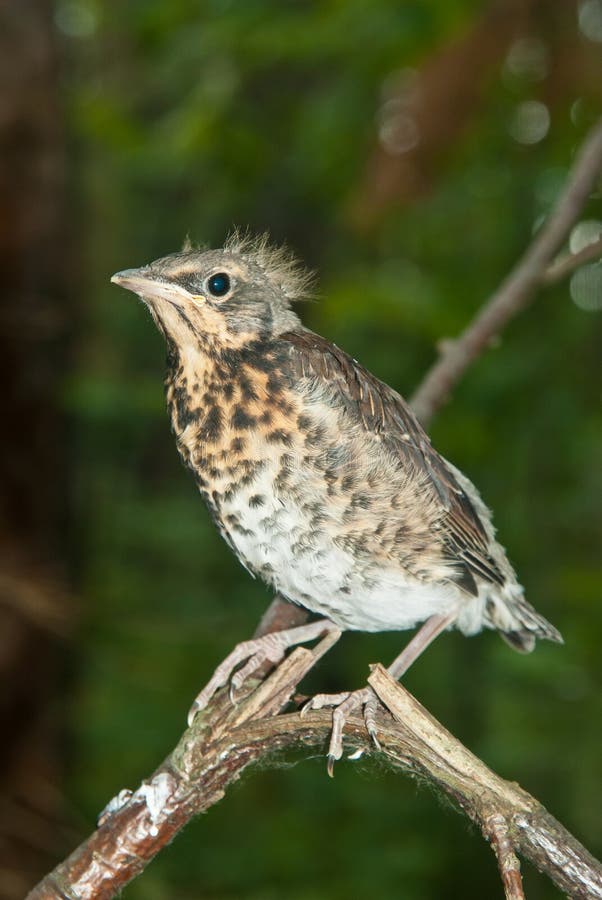 Thrush chick stock image. Image of young, leaf, baby - 36530229