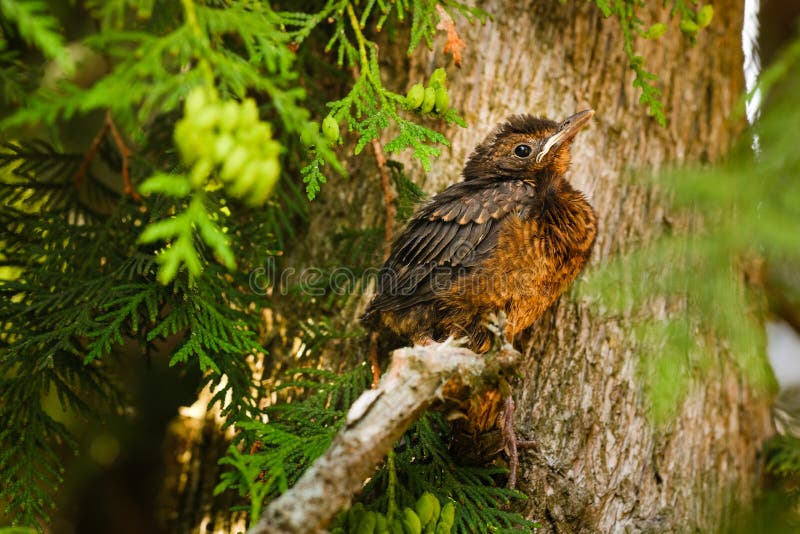 A Thrush Chick is Sitting on a Tree Branch Stock Photo - Image of brood ...