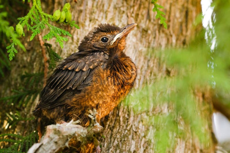 A Thrush Chick is Sitting on a Tree Branch. the Bird is a Small ...