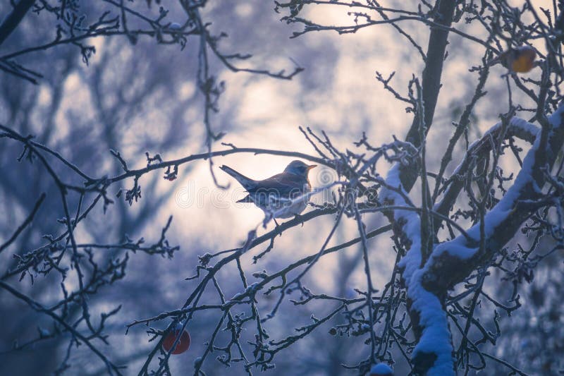 Thrush Fieldfare Bird on a Tree in Winter Stock Image - Image of apple ...