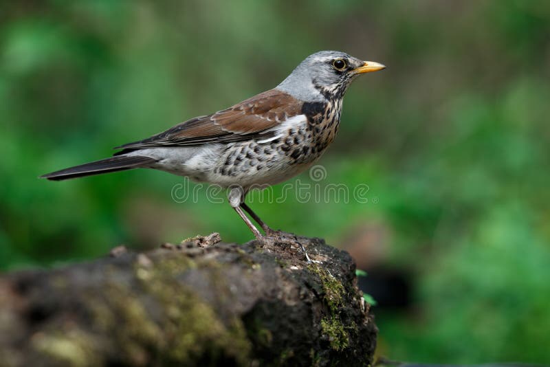 Thrush the Fieldfare Near the Water in Spring Against the Background of ...