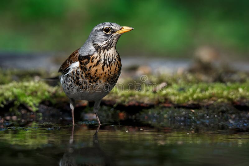 Thrush the Fieldfare Near the Water in Spring Against the Background of ...