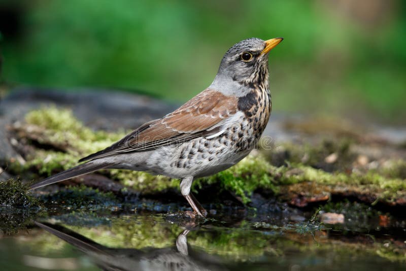 Thrush the Fieldfare Near the Water in Spring Against the Background of ...