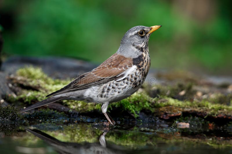 Thrush the Fieldfare Near the Water in Spring Against the Background of ...
