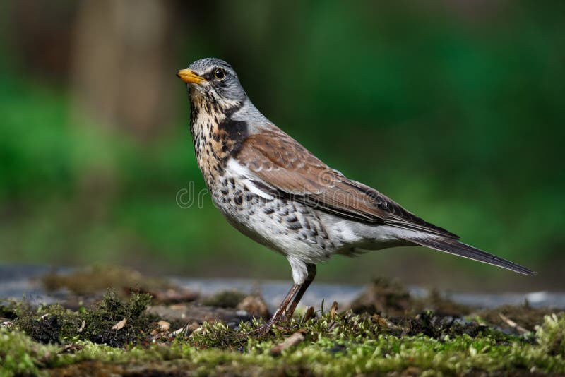 Thrush the Fieldfare Near the Water in Spring Against the Background of ...