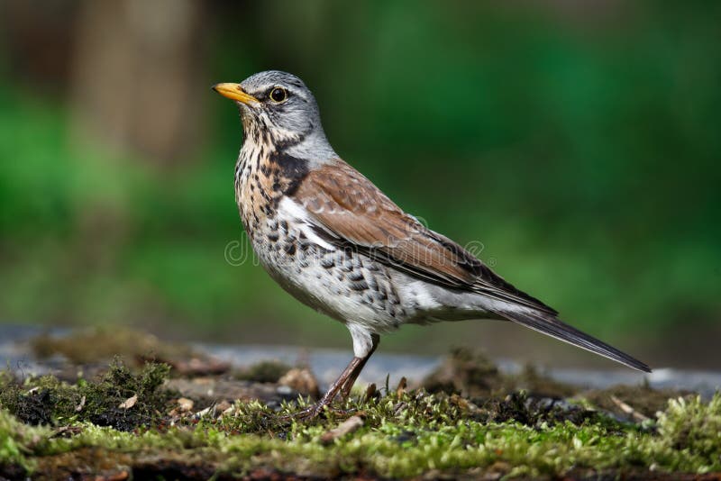 Thrush the Fieldfare Near the Water in Spring Against the Background of ...