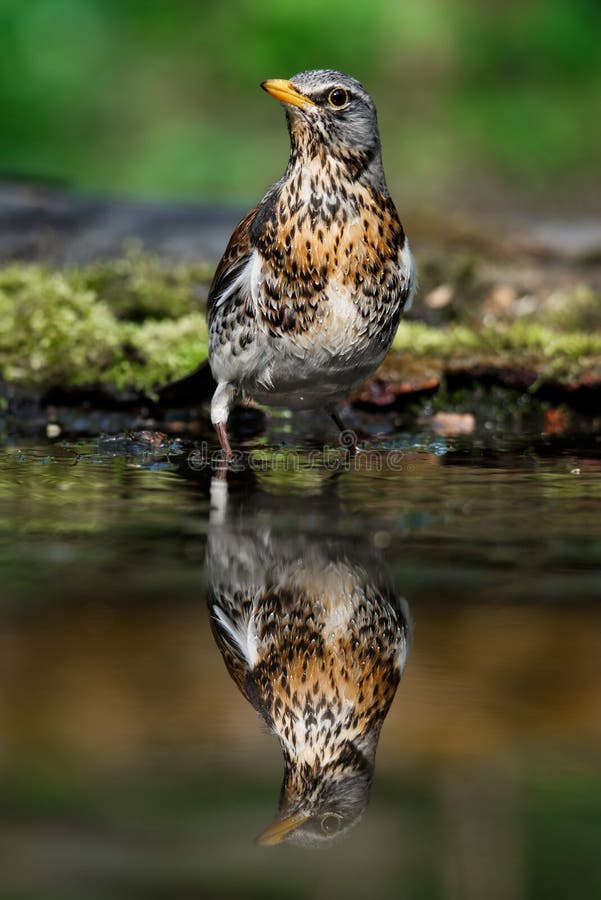 Thrush the Fieldfare Near the Water in Spring Against the Background of ...