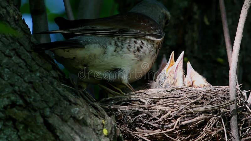 Thrush Fieldfare Nestlings Sitting in a Nest Waiting for Feeding Stock ...
